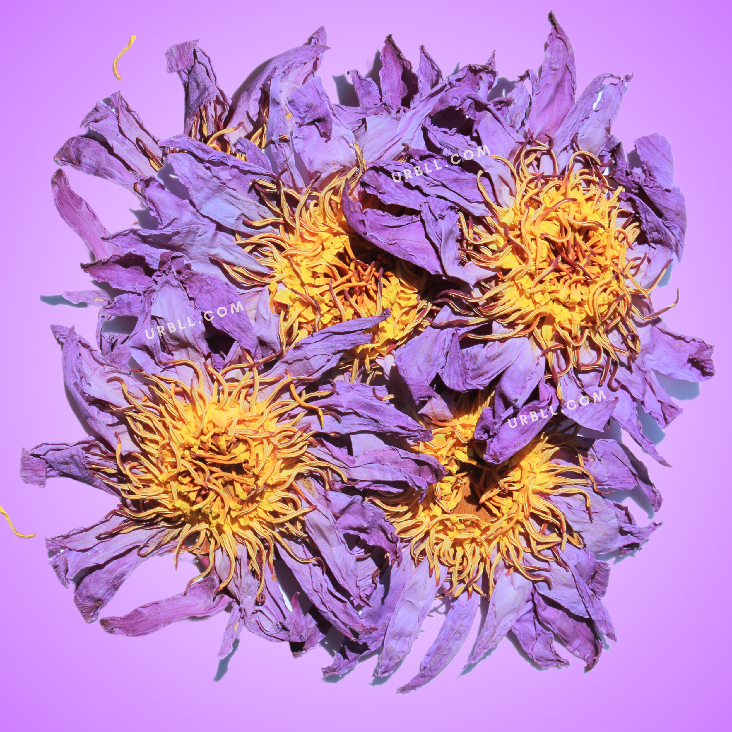 Egyptian Blue Lotus Whole Flowers • 1KG Bulk Wholesale – Urbll